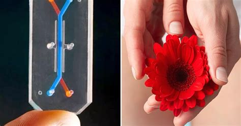 Hi Tech Vagina Chip Walks Talks And Quacks Like A Human Vagina Claims Scientist Daily Star