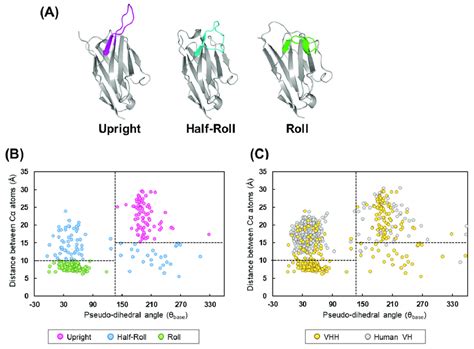 Classification Of Vhhs By Cdr3 Loop Structures A The Structure Of Download Scientific