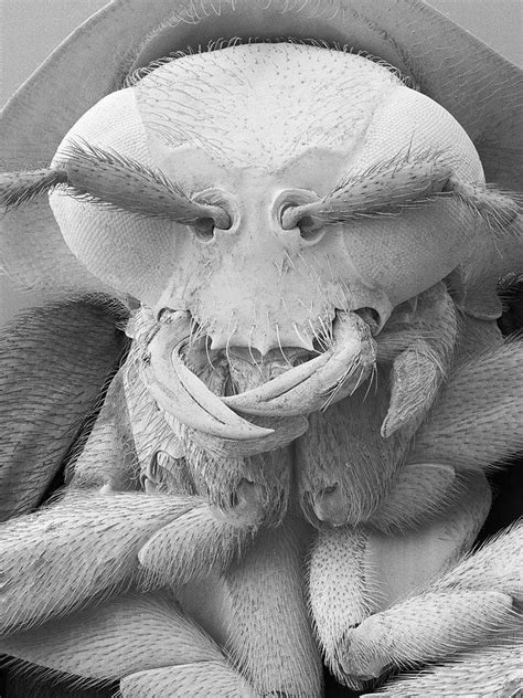 Predator Firefly 2 Photograph By Science Photo Library Pixels Merch