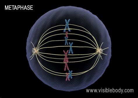 Mitosis Cell Division