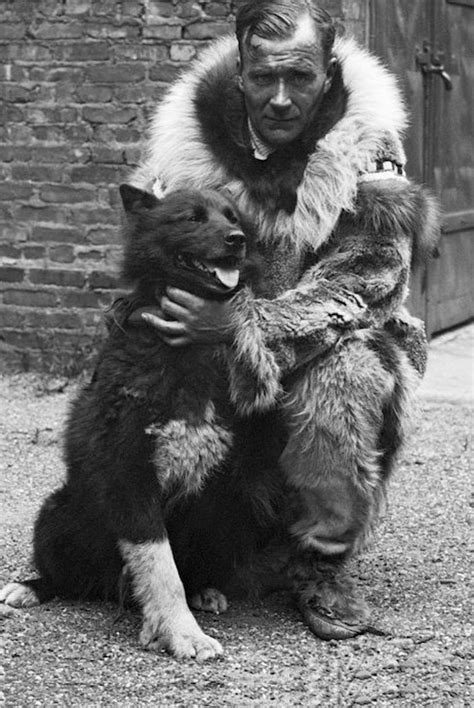 Sled Dog Breeds From Arctic Exploration To The Iditarod