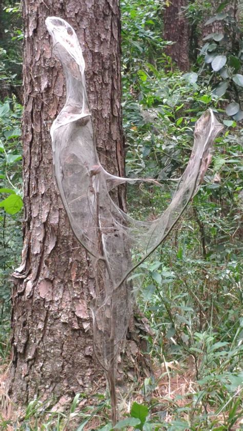 Found This Babe Tree Covered In Spider Web R Mildlyinteresting