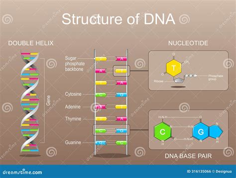 Dna Structure Vector Illustration 316135066