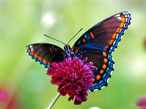 Illustrations Of Butterflies Hd Colorful Butterfly Wallpaper Bugs
