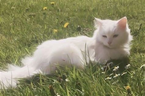 معرفی کلاس نقاشی تستچی