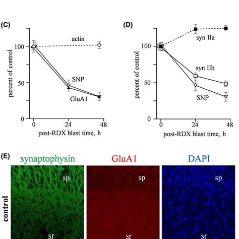 Blast Waves From Rdx Spherical Charges Induce Distinct Synaptic
