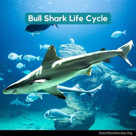 Bull Shark Facts And Information Guide Dutch Shark Society