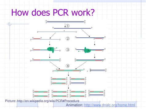 PPT Enabling Technology PCR And DNA Microarray PowerPoint Presentation ID 1131786
