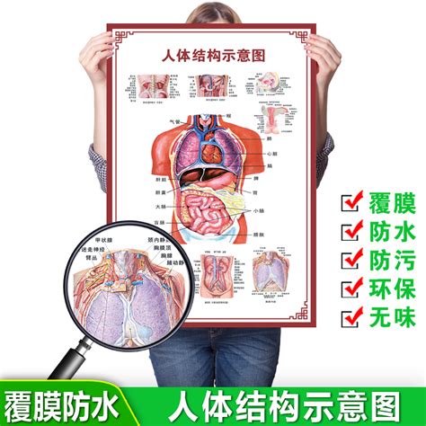 人体内脏解剖系统示意图医学骨骼肌肉器官血管血液结构图医院海报虎窝淘