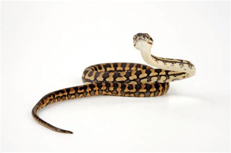 Carpet Python Imagens Procure 814 Fotos Vetores E Vídeos Adobe Stock