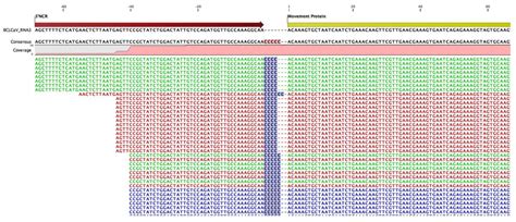 Alignment Of Representative And Contiguous Next Generation Sequencing