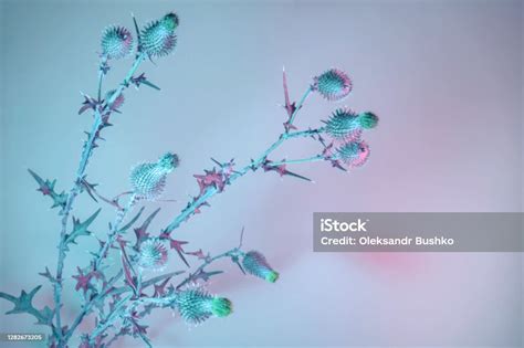 화려한 네온 빛에 아름 다운 꽃 우엉 미니멀리즘 레트로 스타일 컨셉 디자인배경 패턴 0명에 대한 스톡 사진 및 기타 이미지 0명 가시 건강관리와 의술 Istock