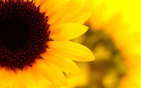 Sunflower Laptop Wallpapers 4k Hd Backgrounds On Wallpaperbat