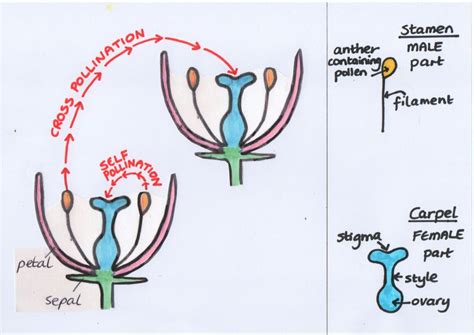 Self Pollination And Cross Pollination Diagram