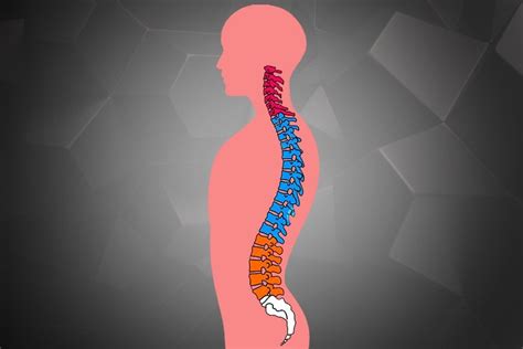 Scienceabc On Linkedin What Are The Different Types Of Vertebrae