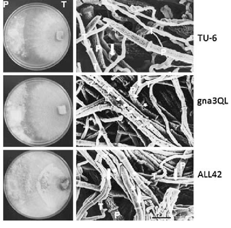 Photographs Of Dual Culture Tests And Scanning Electron Microscopy