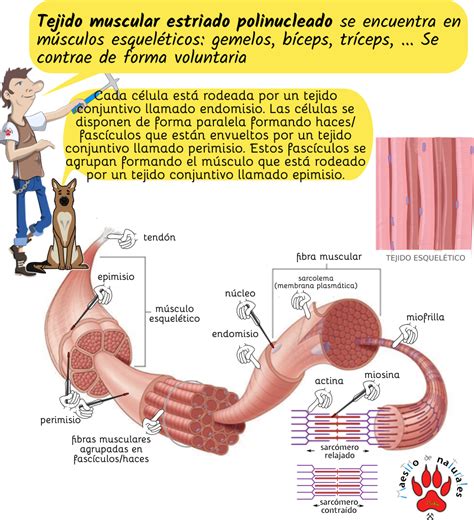 Tema 124 Tejido Muscular El Tiempo En Geología