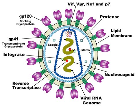 1 Apa Itu Hiv Dan Aids Info Kesehatan Sebelas