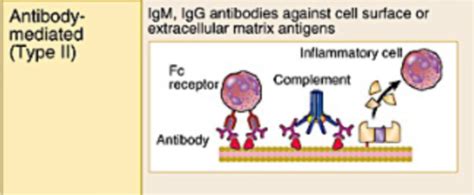 29 Type Ii Hypersensitivity Flashcards Quizlet
