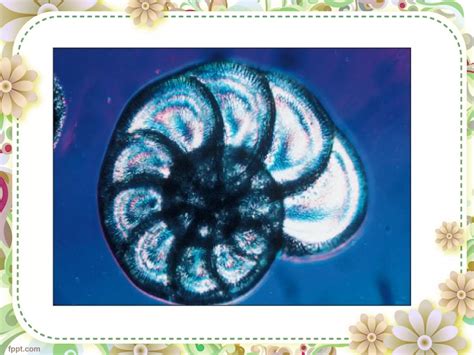 Classification Of Protozoa Ppt