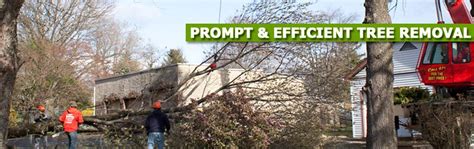 AmazingTreeServiceNJ Morristown NJ Tree Removal