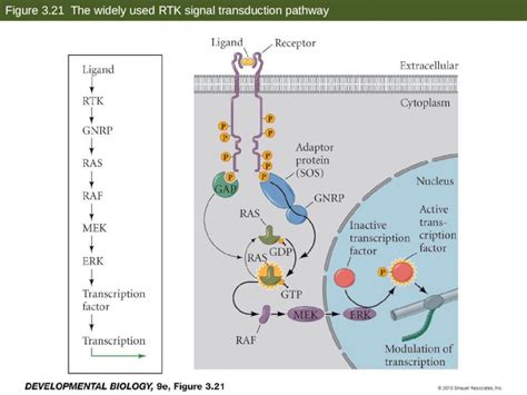 Pptx Figure 321 The Widely Used Rtk Signal Transduction Pathway Dokumentips