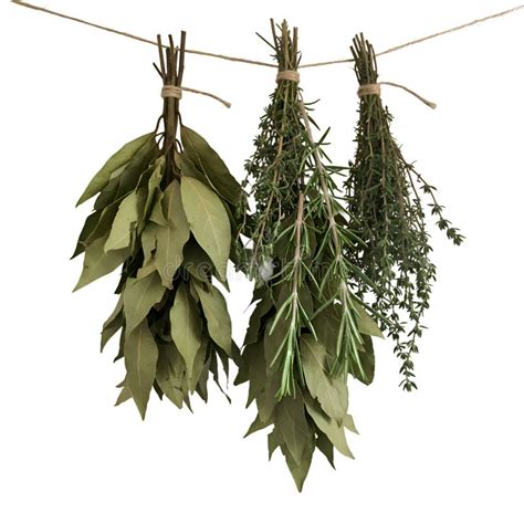 Three Herb Bundles Hanging On A Twine String Against A White Background