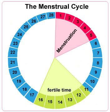 Ovulation Calendar Calculator Xamthone Dan Gamat