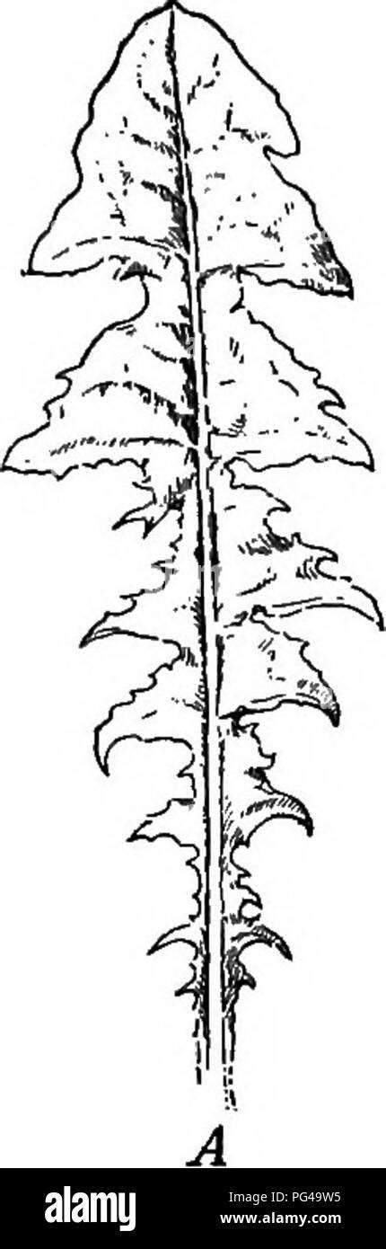 This Text Provides An Introduction To Botany Covering Fundamental Plant Biology Including