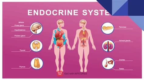 Endocrine System Endocrine System Endocrine System Ppt