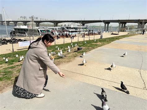 來韓國玩，這件事千萬別做！ 最近看到一則新聞，韓國政府為了維護市容，禁止在公共場所餵鴿子，違規者最高可被處以 100萬韓幣（約新台幣2萬4千元） 的罰款！這項禁令主要是因為鴿子聚集會帶來