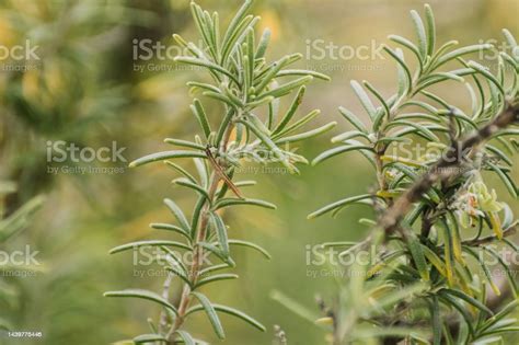 성장하는 녹색 식물의 근접 촬영 선택적 초점 샷 배경에 적합 0명에 대한 스톡 사진 및 기타 이미지 0명 계절 꽃 식물 Istock