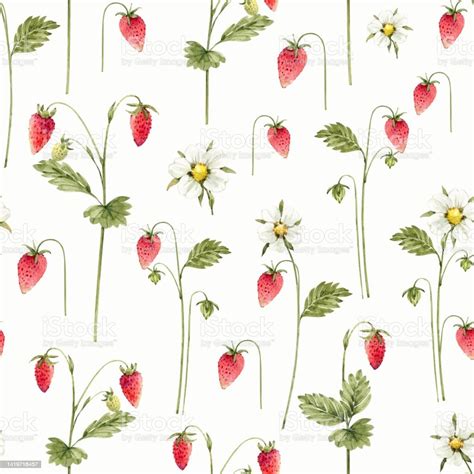 흰색 배경에 야생 딸기의 열매와 꽃이있는 완벽한 패턴 수채화 그림 0명에 대한 스톡 벡터 아트 및 기타 이미지 0명 개화기 과일 Istock