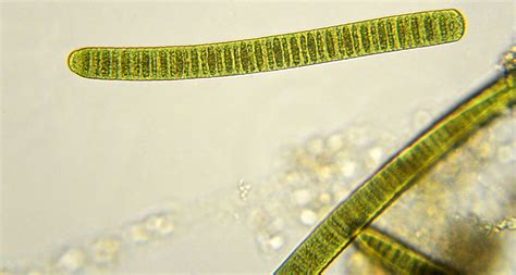 Earth Got First Whiff Of Oxygen 3 2 Billion Years Ago