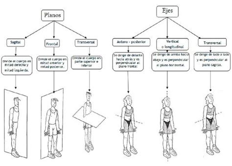Ejes Esquemas Niveles Y Planos De La Danza Quiz