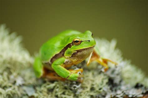 Frog Biting Grasshopper Stock Image Image Of Nature 22024221