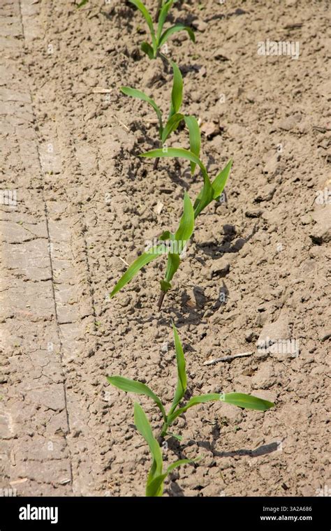 Row Of Young Corn Seedlings Grows In Agricultural Field Plants Are