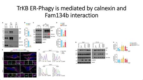 Trkb Er Phagy Is Mediated By Calnexin And Fam134b Complex Formation