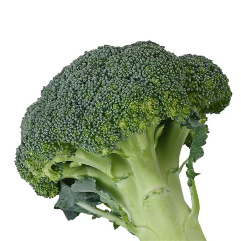 브로콜리 개 믿고 사는 즐거움 Ssg Com