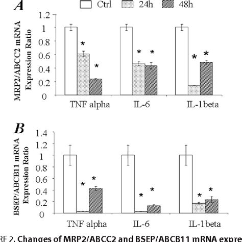 Figure 2 From Regulation Of Mrp2 Abcc2 And Bsep Abcb11 Expression In Sandwich Cultured Human And