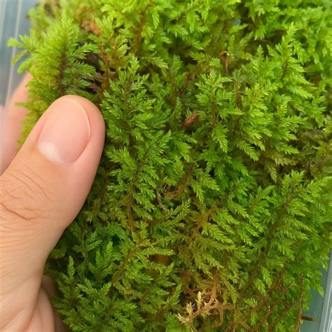 How To Plant And Grow Sheet Moss