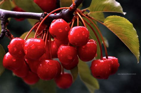 Premium Ai Image Wild Cherry