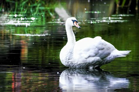 Free Images Nature White Lake Pond Wildlife Reflection Beak