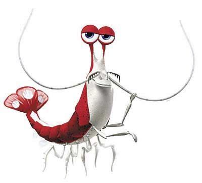 Finding Nemo Jacques The Pacific Cleaner Shrimp Lives In Aquarium