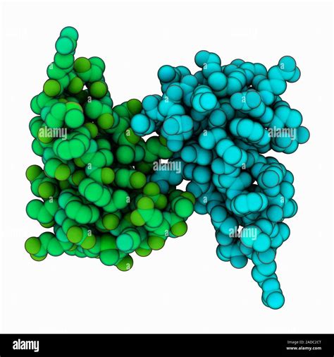 Alzheimers Amyloid Protease Inhibitor Computer Model Showing The Dimeric Structure Of The