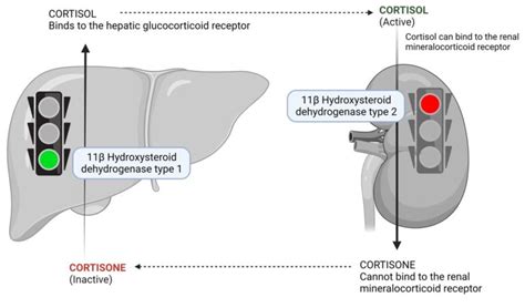 Evaluation Of Hyperaldosteronism An Algorithm Based Approach My