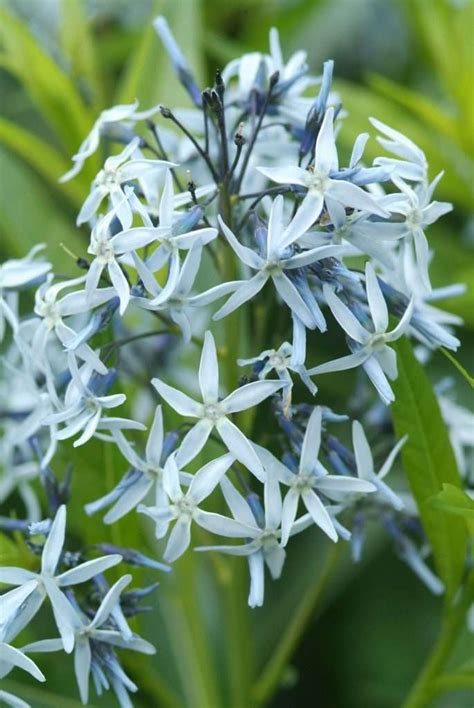 Amsonia - Perennial Power
