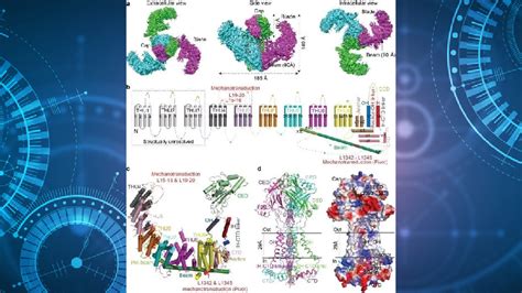 李海涛研究组在《cell Reports》发表题为“拟南芥组蛋白阅读器的系统表征“的研究论文北京生物结构前沿研究中心