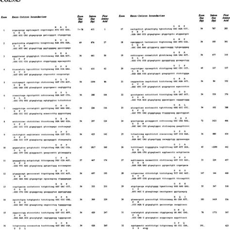 Exon Intron Boundaries And The Sizes Of The Exons And The Introns Of Download Scientific