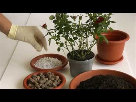 Комнатная роза: уход в домашних условиях, пересадка и размножение, сорта